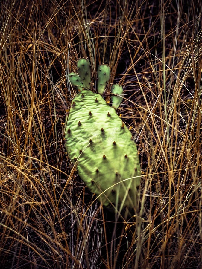 Prickly Pear with Four Toes Stock Photo - Image of colorado, grass ...