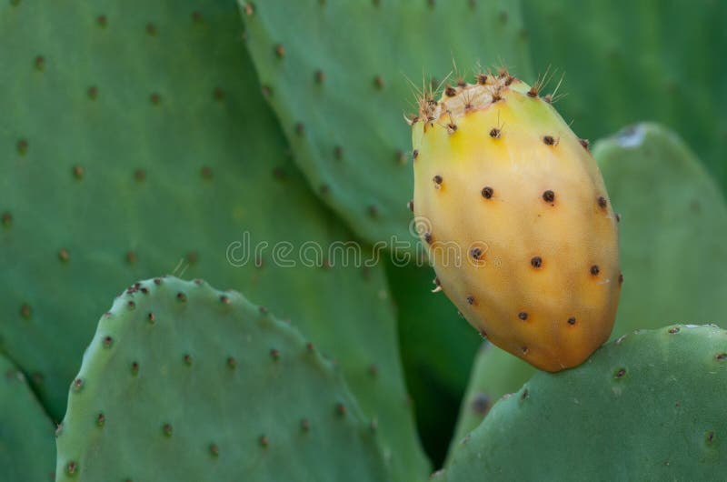 Prickly pear fruit Fig stock image. Image of healthy - 34331595