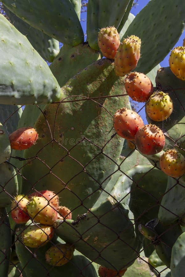 Prickly Pear Fruit or Nopal in the Wild Stock Image - Image of exotic ...