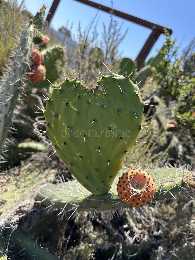 Prickly Pear Love stock image. Image of food, pokey - 390919727