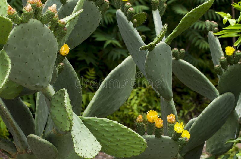 Prickly Pear Tree with Buds and Flowers in Spring. Stock Photo - Image ...
