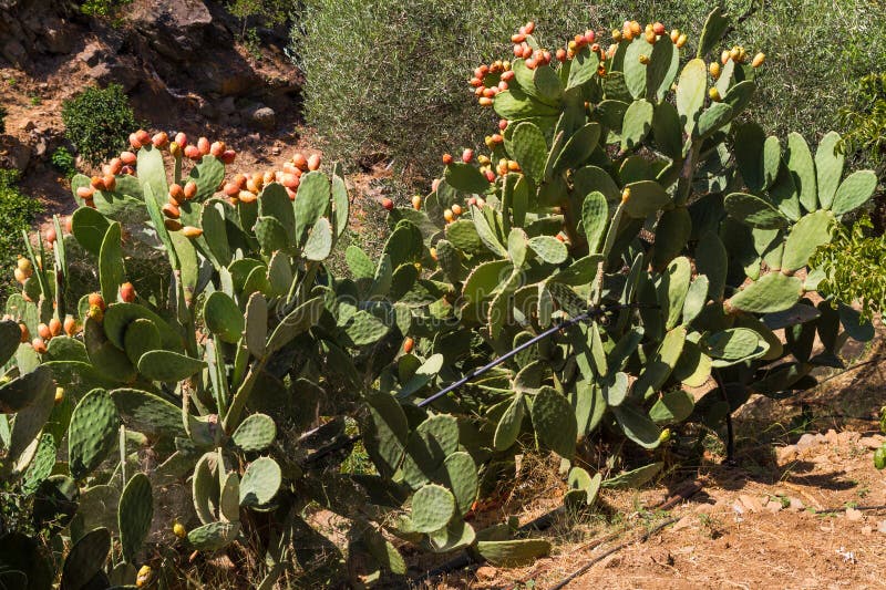Prickly Pear Tree at Chania Crete. Stock Photo - Image of plant ...