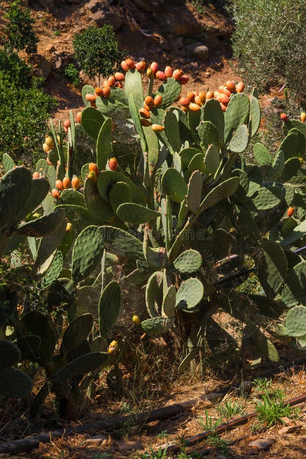 Prickly Pear Tree at Chania Crete. Stock Photo - Image of plant, season ...