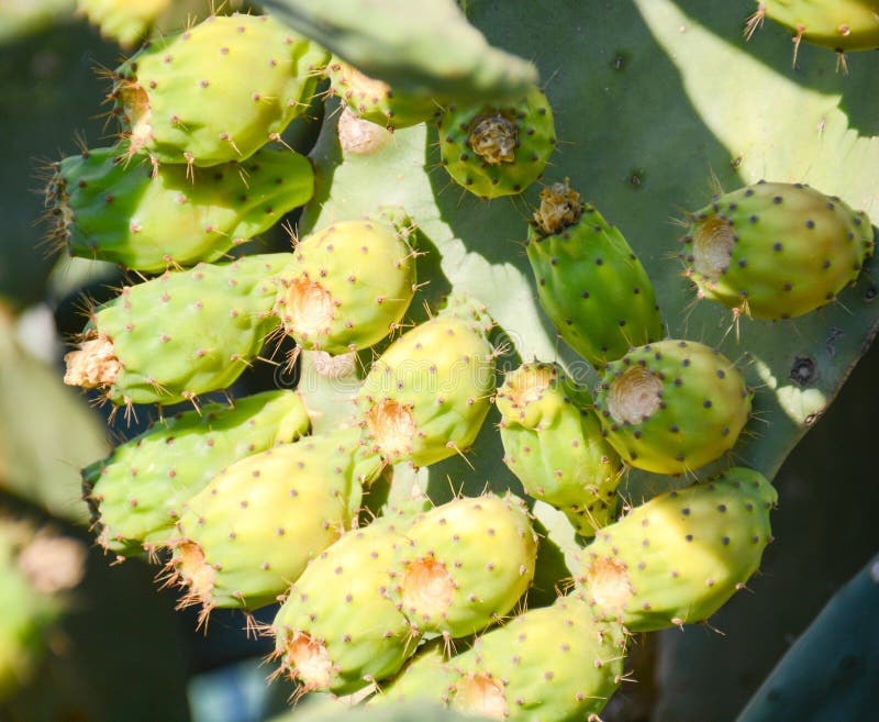 Prickly pears stock photo. Image of wild, pears, prickly - 60573182