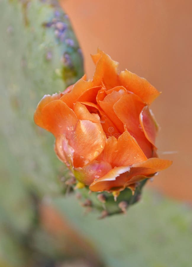 Prickly pears blossom stock photo. Image of thorns, decorative - 35840872