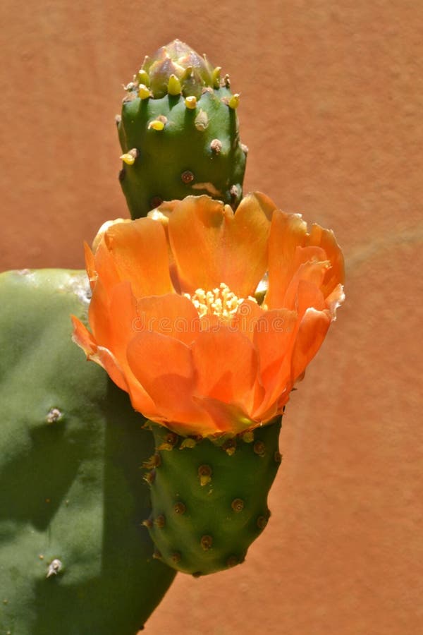 Prickly pears blossom stock image. Image of cactus, decorative - 35840891