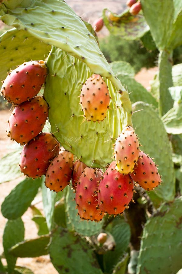 Pineapple Guavas stock image. Image of farm, leaf, trees - 13763445