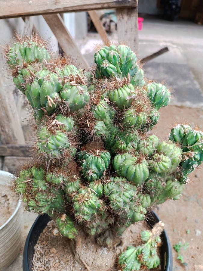 Prickly Plant in the Forest Stock Photo - Image of background, thorn ...