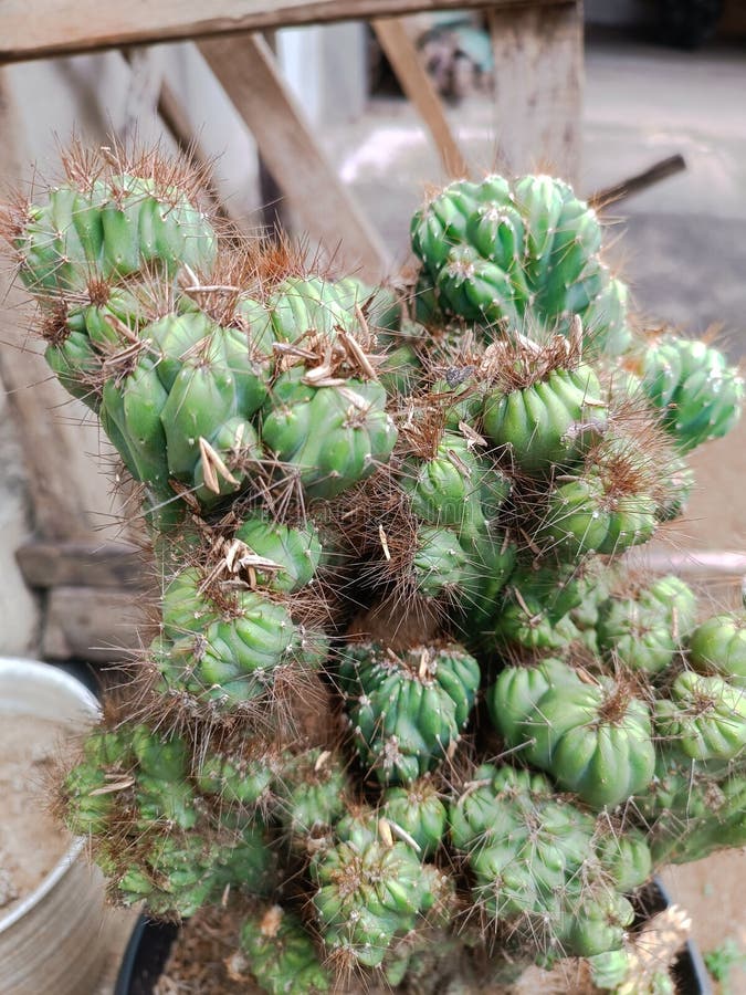 Prickly Plant in the Forest Stock Photo - Image of background, thorn ...