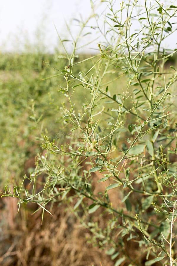 Prickly plant in nature stock image. Image of prickly - 107751855