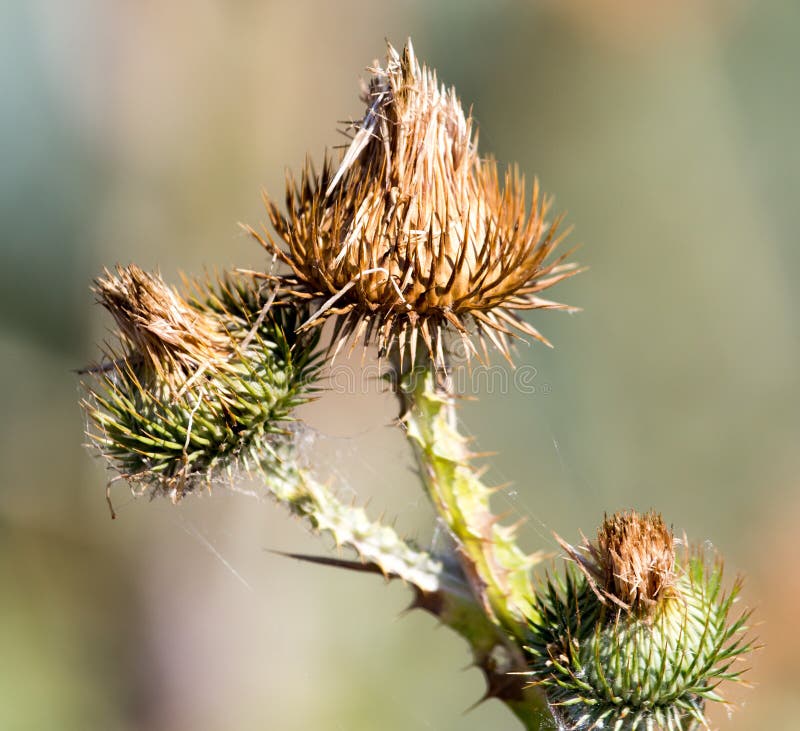 Prickly plant in nature stock image. Image of bloom - 111464665