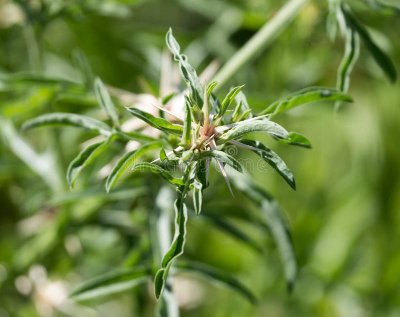 Prickly plant in nature stock photo. Image of close - 112102070