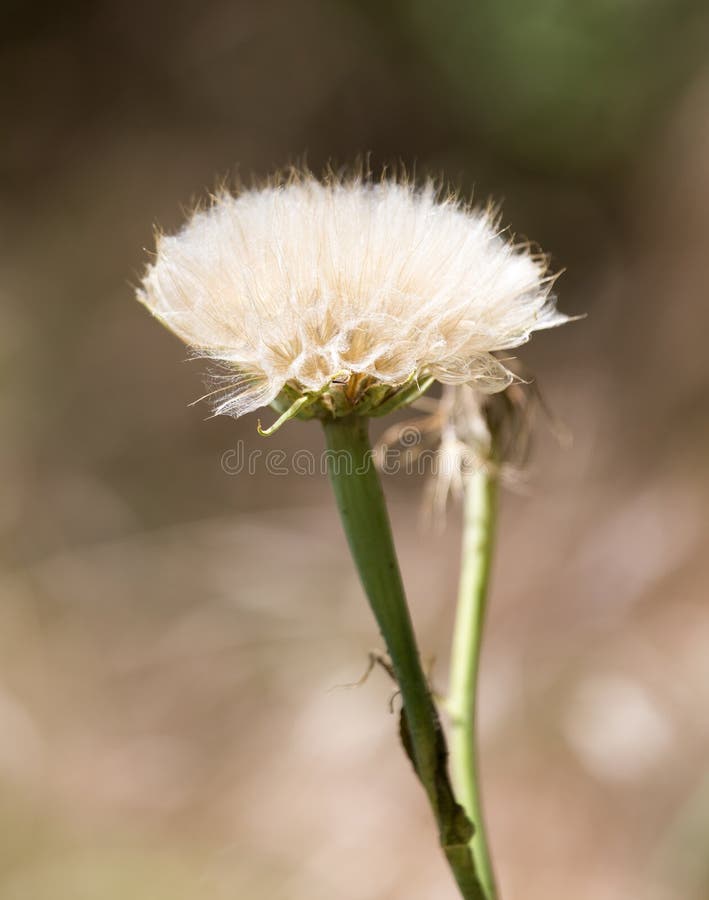 Prickly plant in nature stock image. Image of stem, plant - 90479043