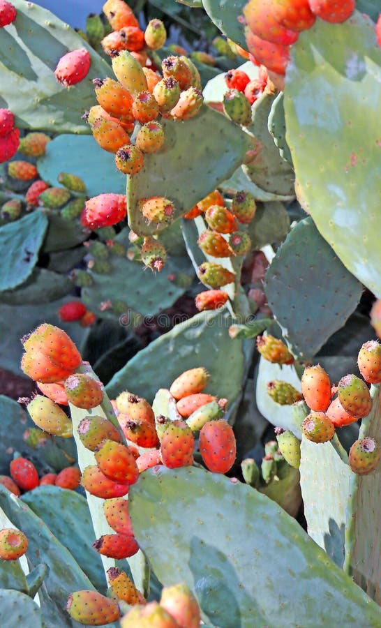 Prickly Plant in the Forest Stock Photo - Image of background, thorn ...