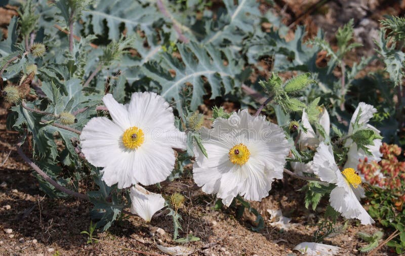 Prickly Poppy stock image. Image of whitepoppy, lostbracts - 323243077