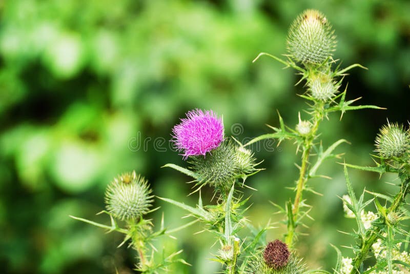 Prickly Purple Thistle Flowers. the Wild Plant Grows in Fields and ...