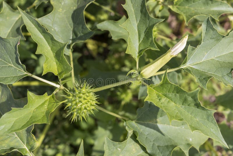 Prickly Seed Pods with Thorns and Briars Protruding Stock Photo - Image ...