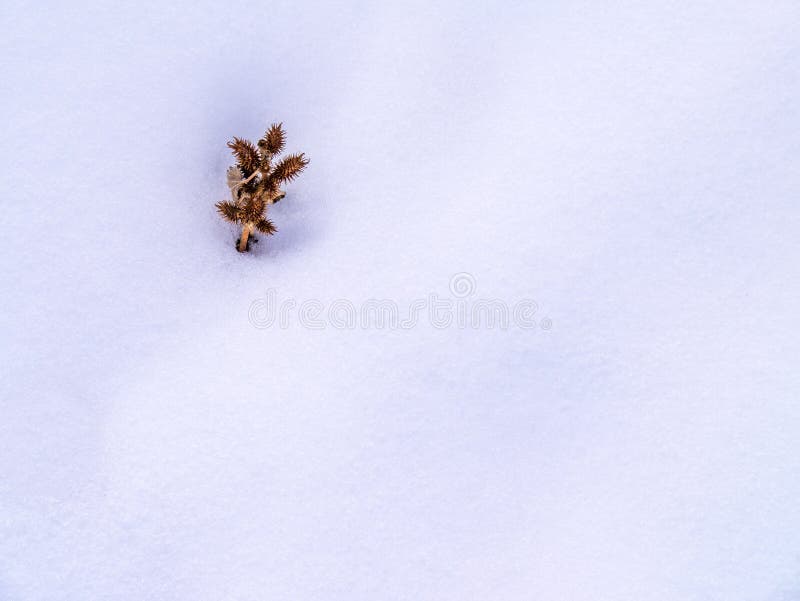 Seed Pod Cluster in Snow stock image. Image of seed, copy - 83291785