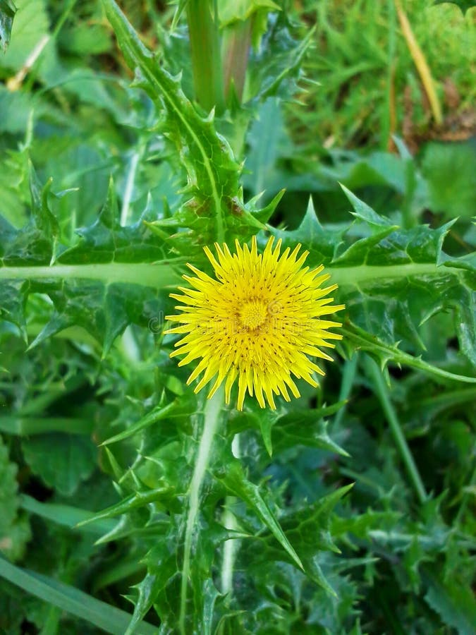 Prickly Sowthistle Flower 2 Stock Photo - Image of asper, plant: 85274000