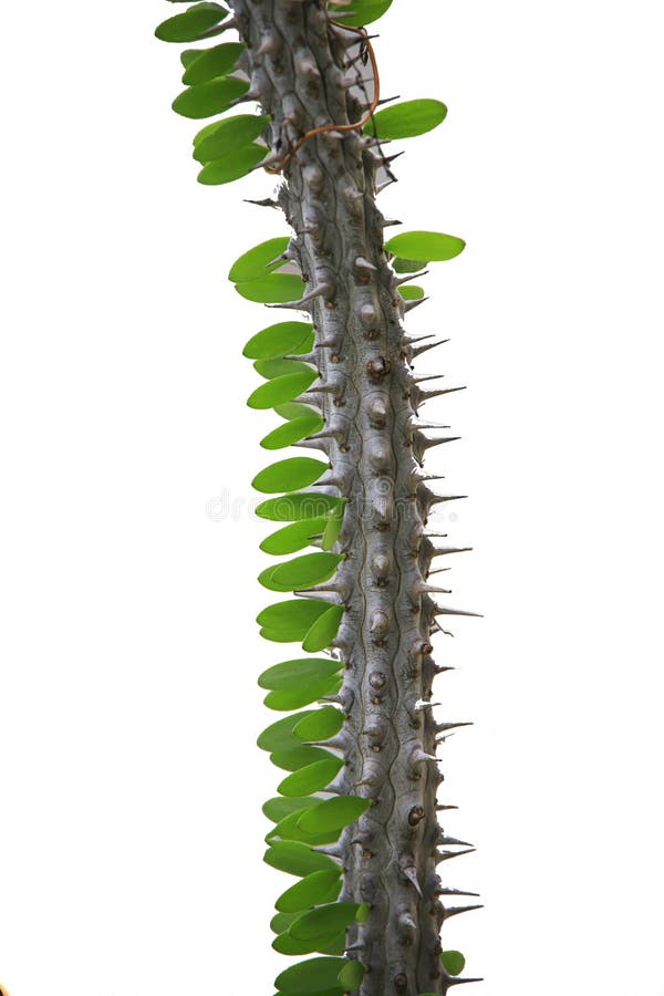 Prickly Spikes on a Green Plant in a Green House Stock Photo - Image of ...