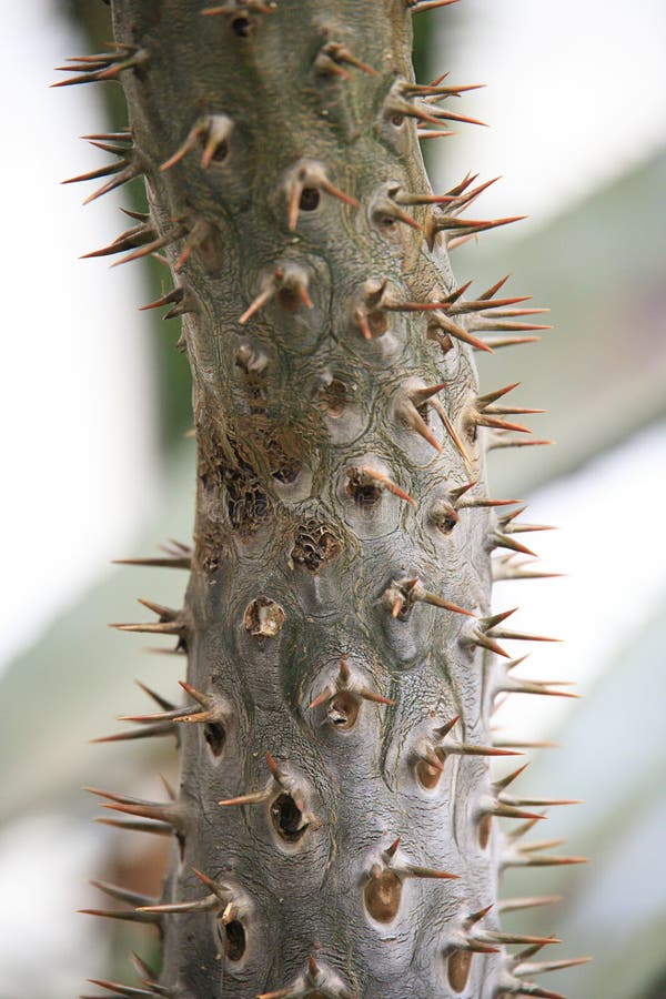 Prickly Spikes on a Green Plant in a Green House Stock Photo - Image of ...
