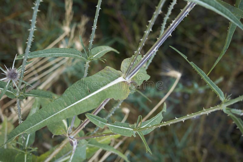 Dipsacus fullonum close up stock photo. Image of fresh - 175641952