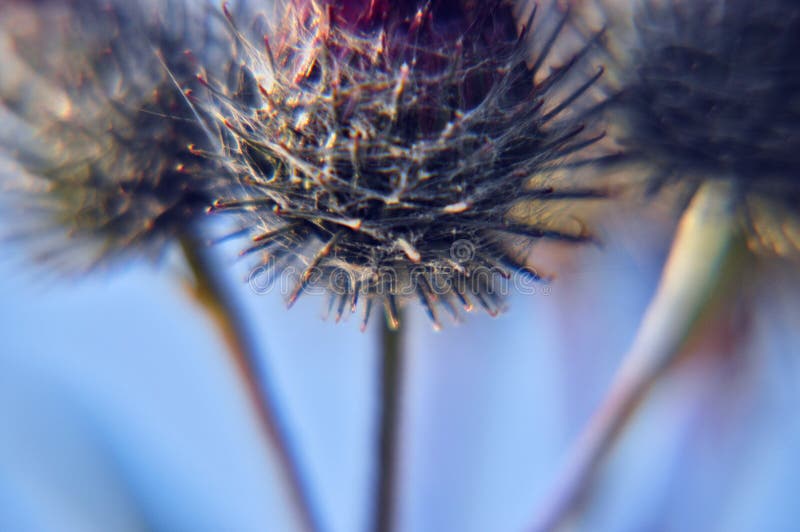 Prickly Thistle Flower in the Meadow Close-up Very Sharp Spikes Attach ...