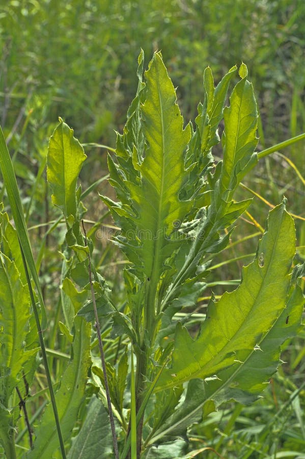 Prickly thistle stock image. Image of macro, single, oseup - 41687771