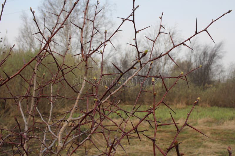 Prickly Tree Branches with Thorns in the Forest Plant Stock Image ...