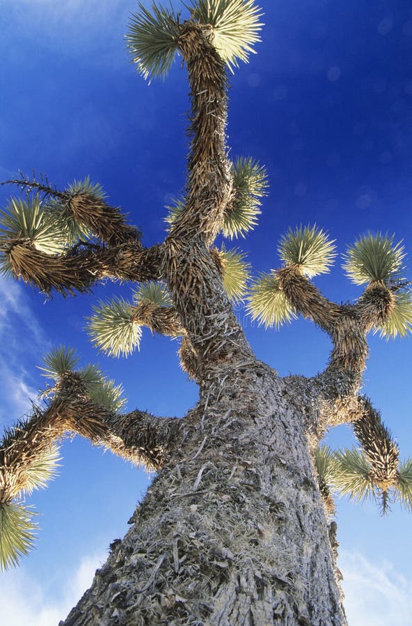 Prickly Tree Low Angle View Stock Image - Image of single, clear: 30846575