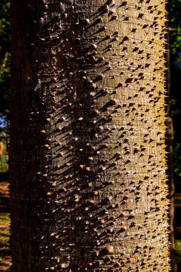 Prickly Tree Trunk Under Sun Rays Stock Image - Image of tropical ...