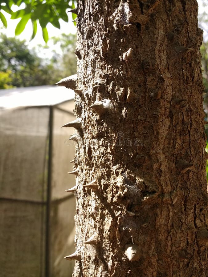 Prickly tree stock image. Image of strong, wood, nursery - 177264393