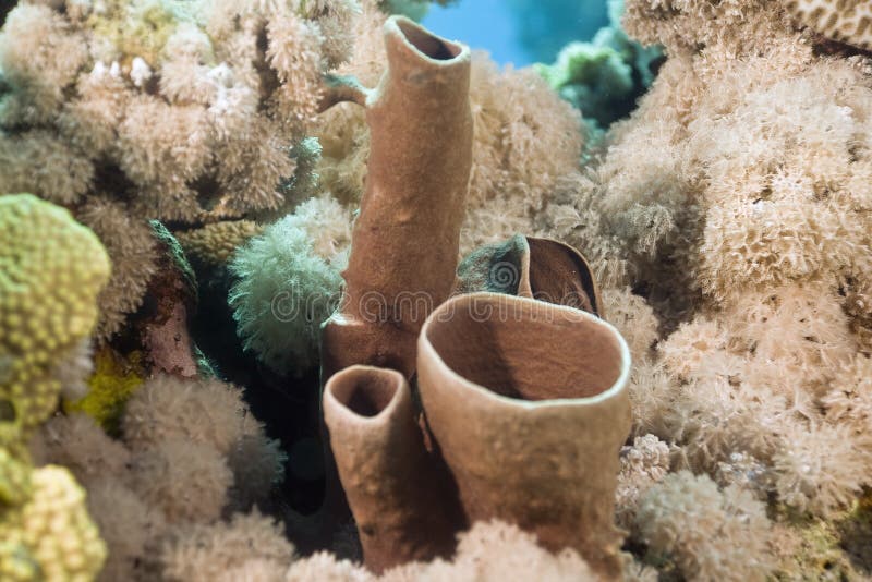 Prickly Tube-sponge (callyspongia Crassa) Stock Photo - Image of reef ...