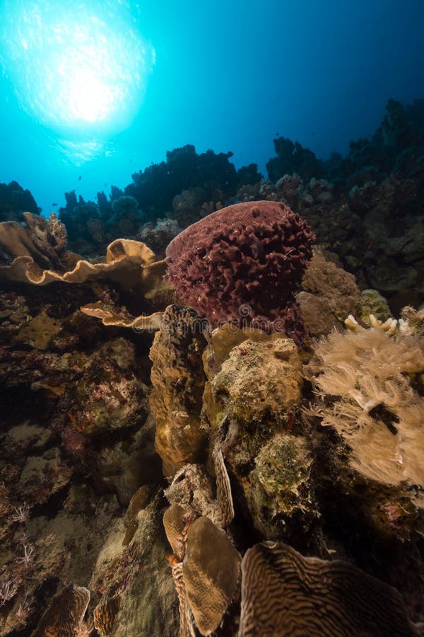 Prickly Tube-sponge and Tropical Reef in the Red Sea. Stock Image ...