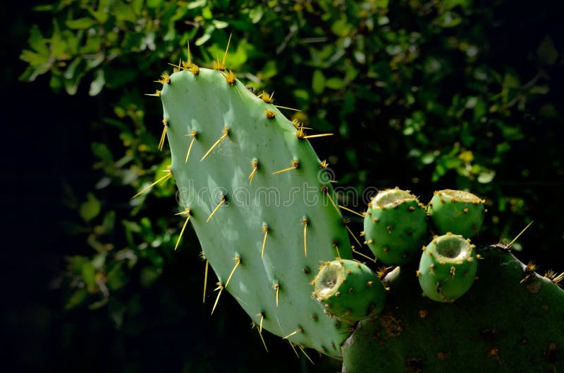 Pricky Pear Cactus Pharmaceutical Plant With Fruits In Blue Sky Stock ...