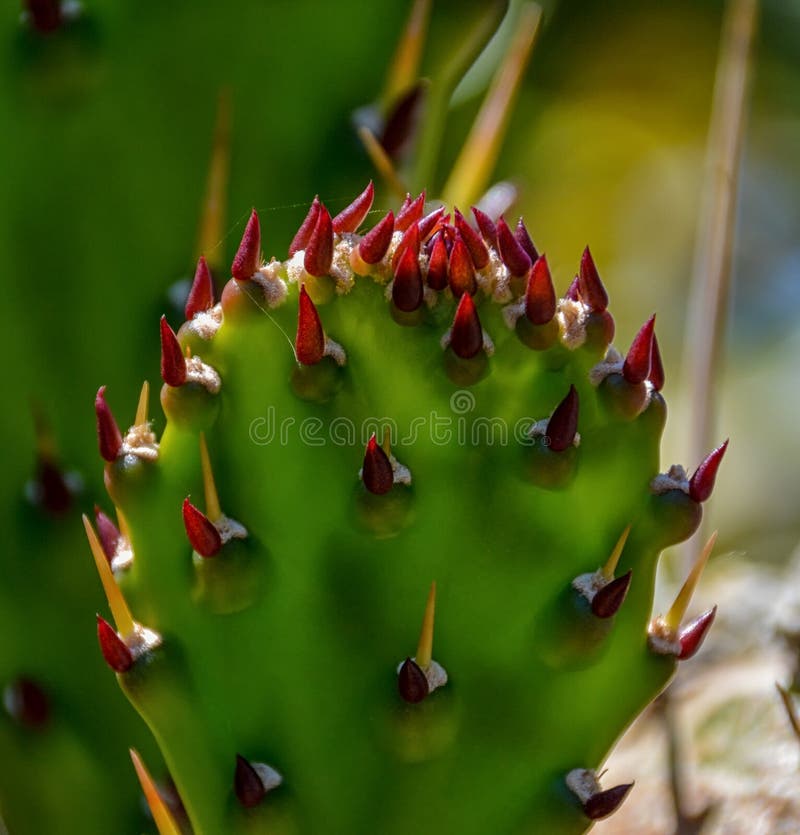 Pricky Pear stock image. Image of color, outdoor, sharp - 161739427