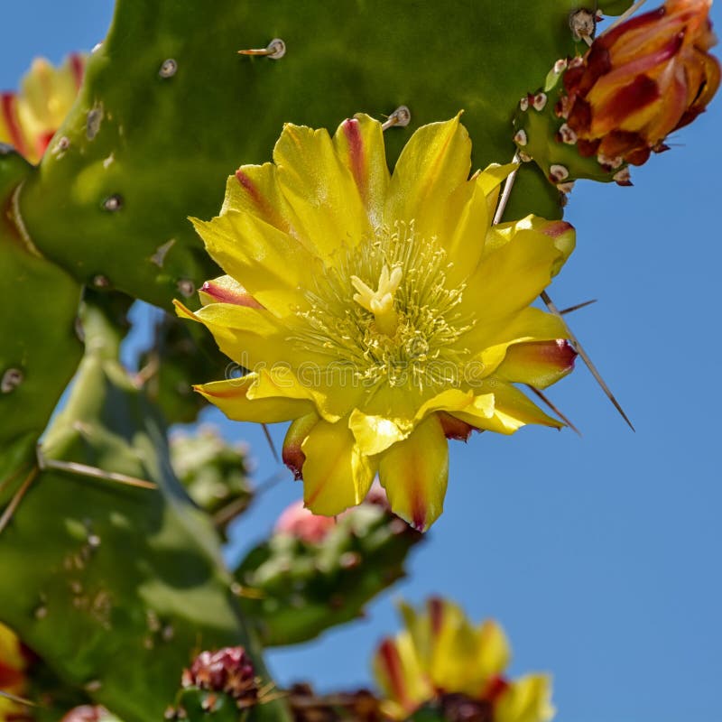 Pricky Pear stock photo. Image of bristles, closeup - 161739432