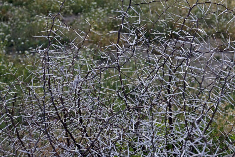 Pricky Shrub, Thorn Bush with Pointed Needles Stock Photo - Image of ...
