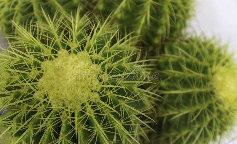 Pricky Shrub, Thorn Bush with Pointed Needles Stock Photo - Image of ...