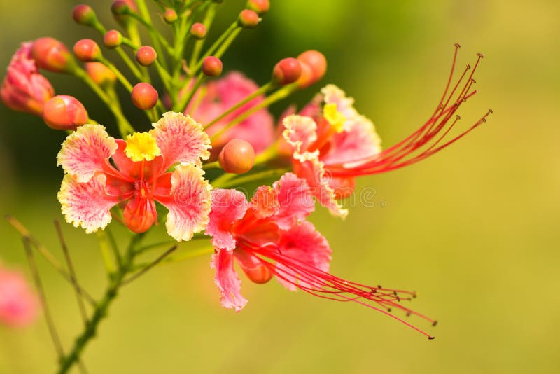 Pride of Barbados flower stock image. Image of exotic - 38638163