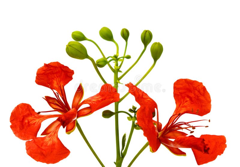 Pride of Barbados flower stock image. Image of tasty - 92888113