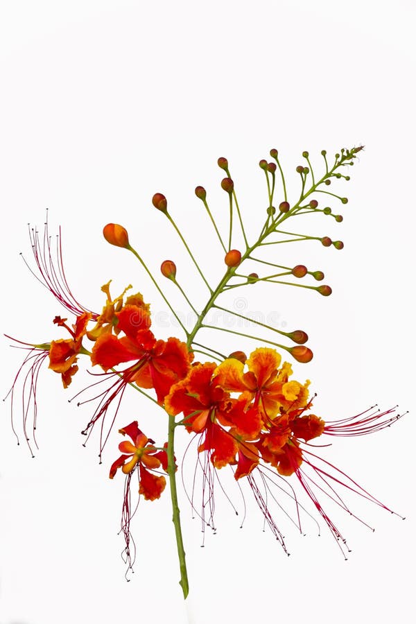 Pride of barbados flower stock photo. Image of bright - 31339960