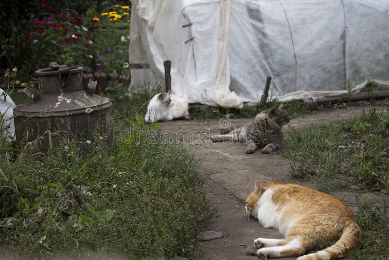 Pride stock image. Image of large, cats, natural, control - 48027931