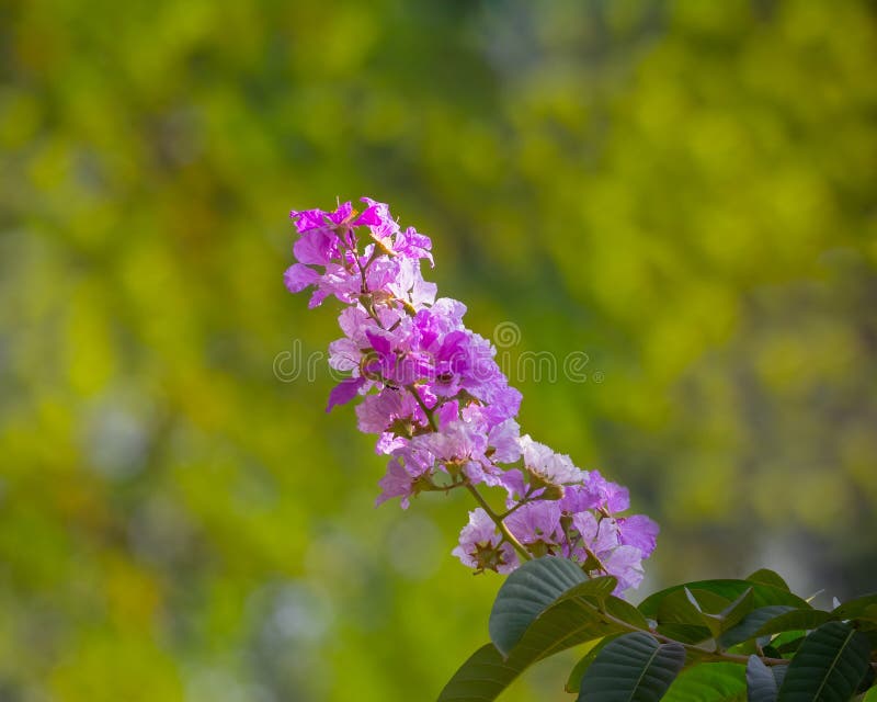 Pride of India flower stock image. Image of green, pollen - 278622807