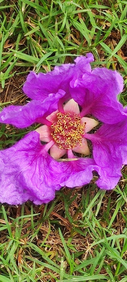 Pride of India or Queen Crape Myrtle Flower Stock Image - Image of ...