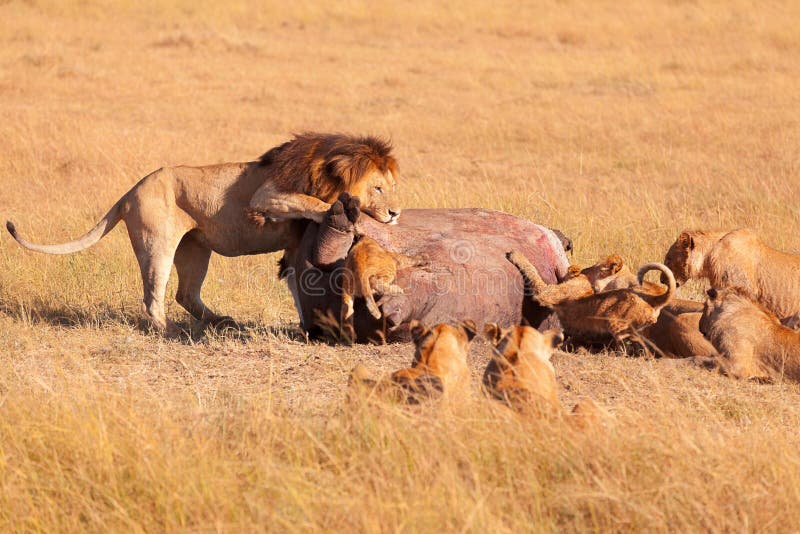 Pride of Lions Eating a Pray in Masai Mara Stock Image - Image of mara ...