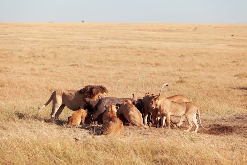 Pride of Lions Eating a Pray in Masai Mara Stock Photo - Image of pray ...