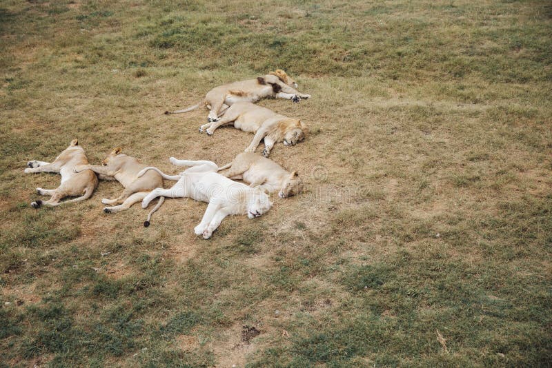 Photo Manipulation Lion Stock Photos - Free & Royalty-Free Stock Photos ...