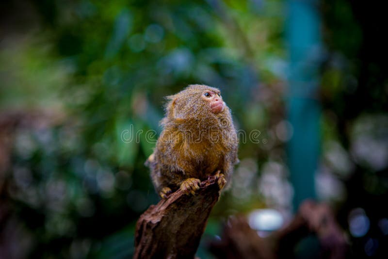 Pride stock image. Image of eating, brown, eyes, nature - 70192719