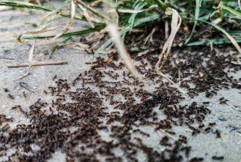 A Pride of Small Yellow Ants Move Along a Well-trodden Path Stock Photo ...